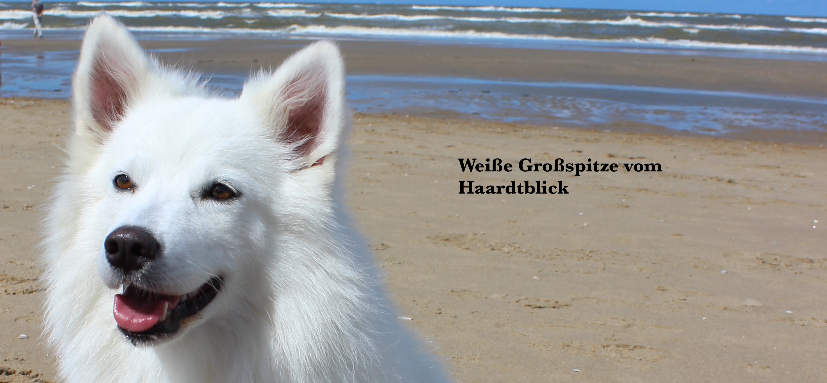 Spitzliebhaberverein - Großspitzzüchter