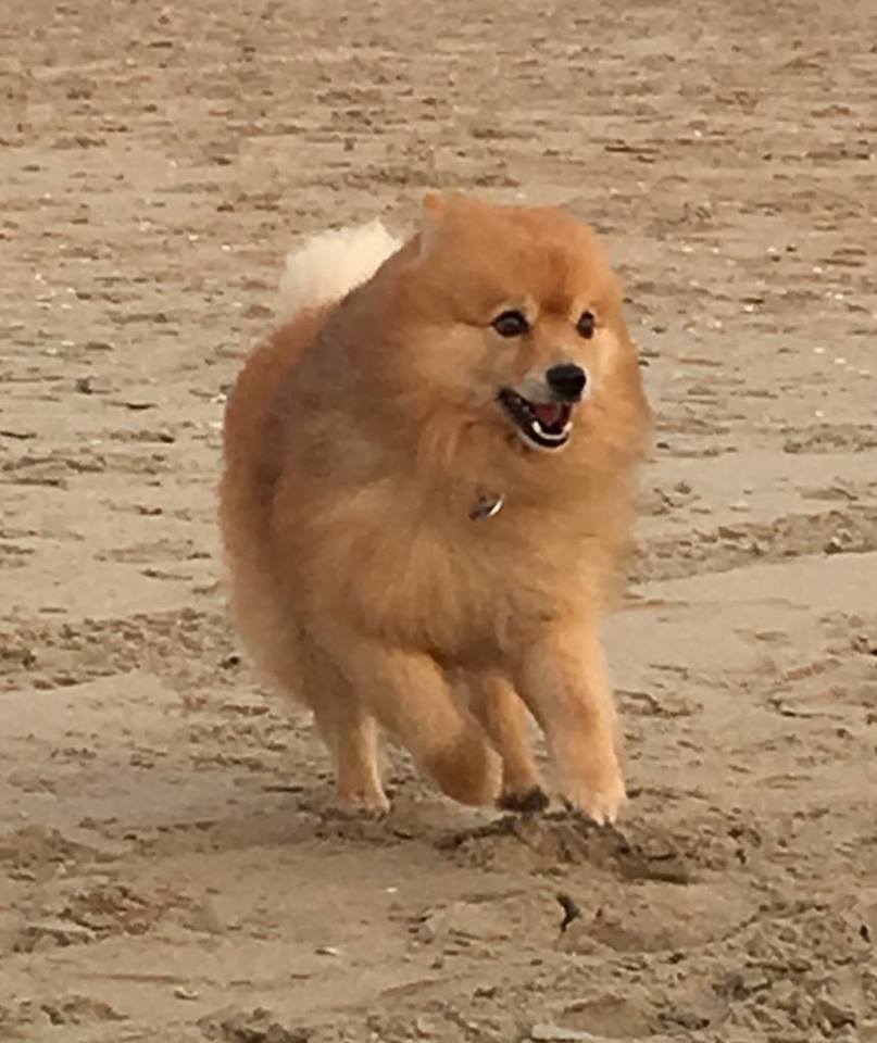 Spitzliebhaberverein - Mittelspitzwelpen