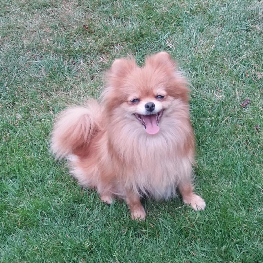 Spitzliebhaberverein - Zwergspitzwelpen