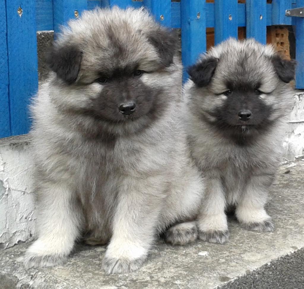 Spitzliebhaberverein - Wolfsspitzwelpen