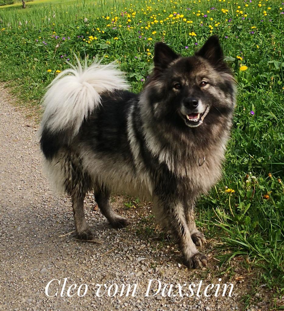 Spitzliebhaberverein - Wolfsspitzwelpen