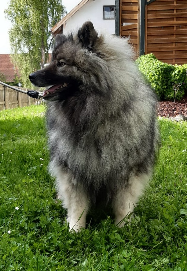 Spitzliebhaberverein - Wolfsspitzwelpen