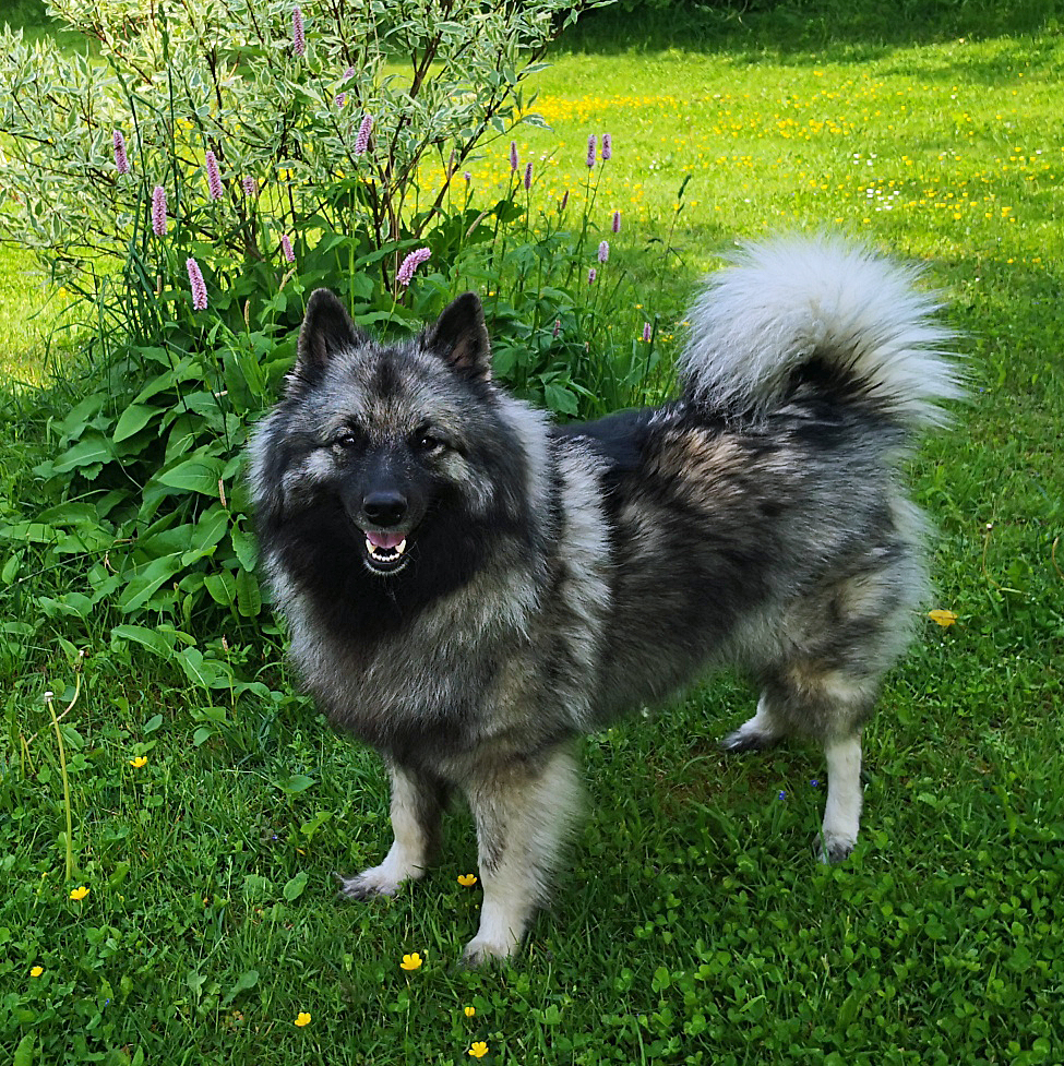 Spitzliebhaberverein - Wolfsspitzwelpen